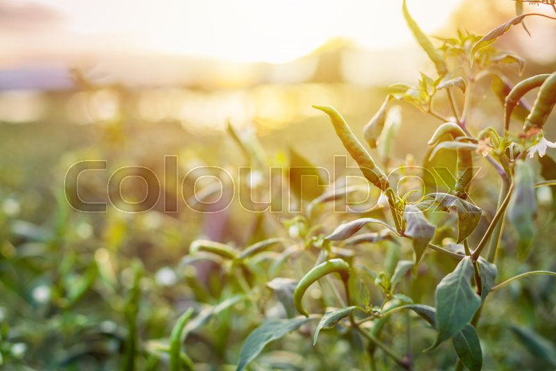 Close up green hot chilli. Field of ... | Stock image | Colourbox