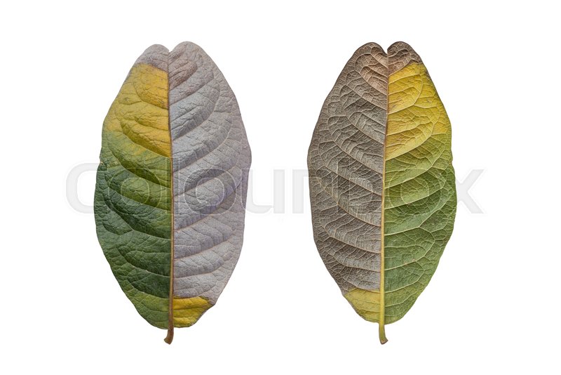 Two color of dry brown leaf. Studio ... | Stock image | Colourbox