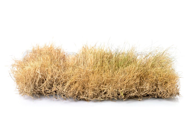 Dry brown garden grass studio shot and ... | Stock image | Colourbox