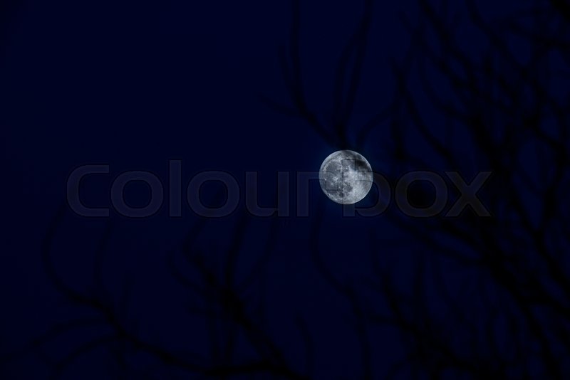 Blue Moon Trees