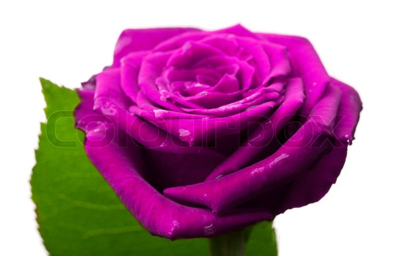 Single Purple Roses