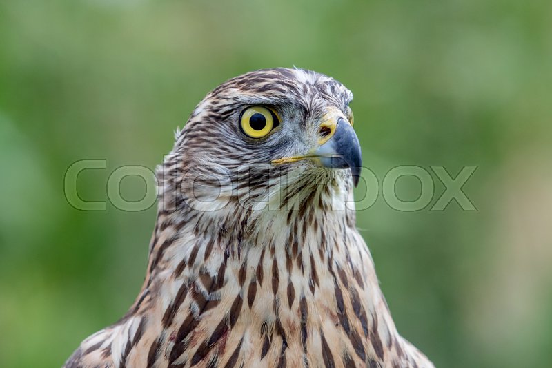 Wild goshawk, beautiful bird in the ... | Stock image | Colourbox