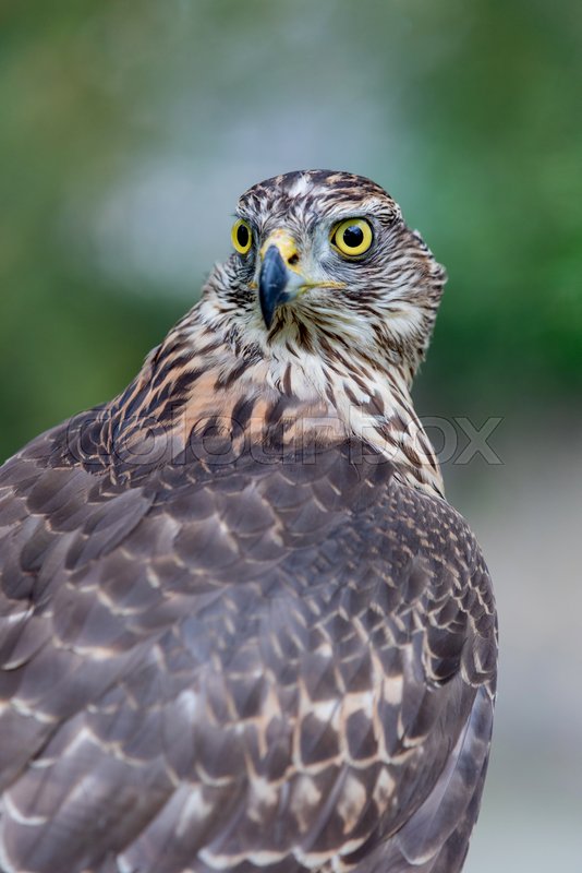 Wild goshawk, beautiful bird in the ... | Stock image | Colourbox