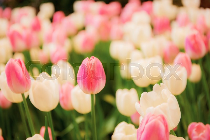 Pink with colorful of tulip in the ... | Stock image | Colourbox