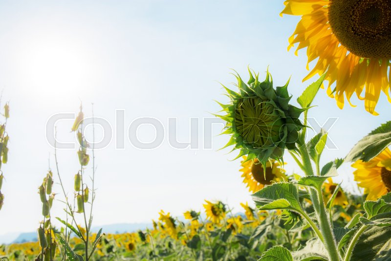 Sunflower of blooming with sunlight at ... | Stock image | Colourbox