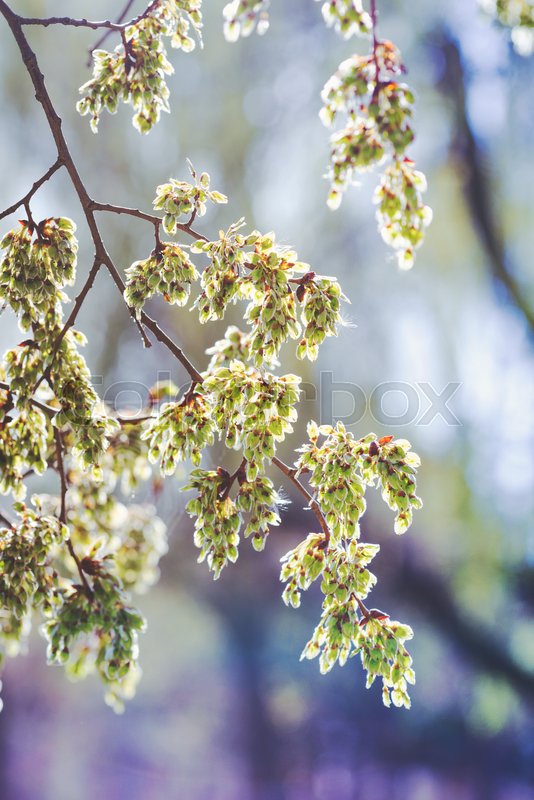 Tree branch with buds, spring. floral ... | Stock image | Colourbox