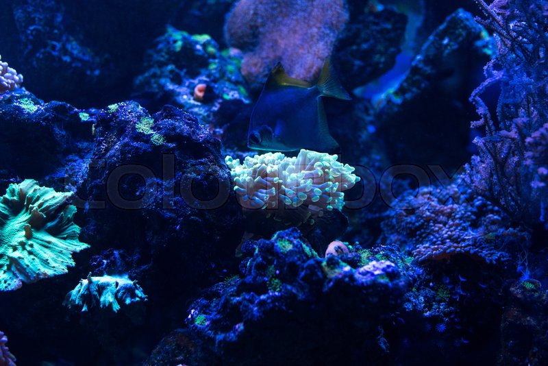 Exotic neon corals under water in ... | Stock image | Colourbox