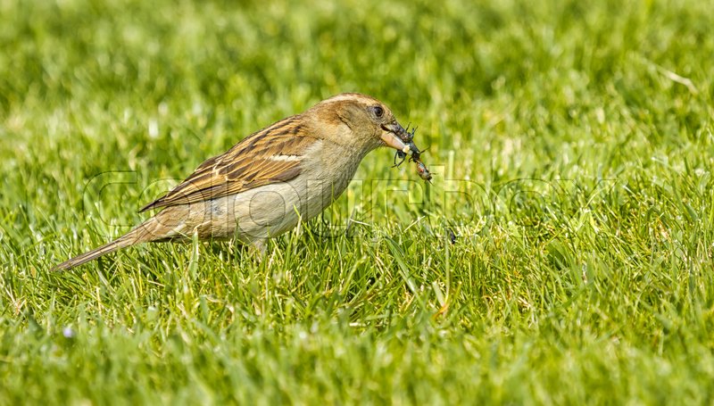 Female sparrow eating an insect while ... | Stock image | Colourbox