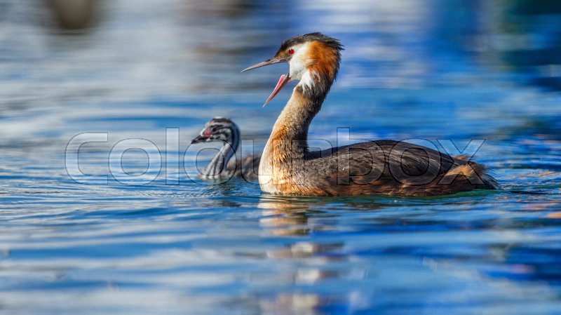 Crested grebe duck, podiceps cristatus, ... | Stock image | Colourbox