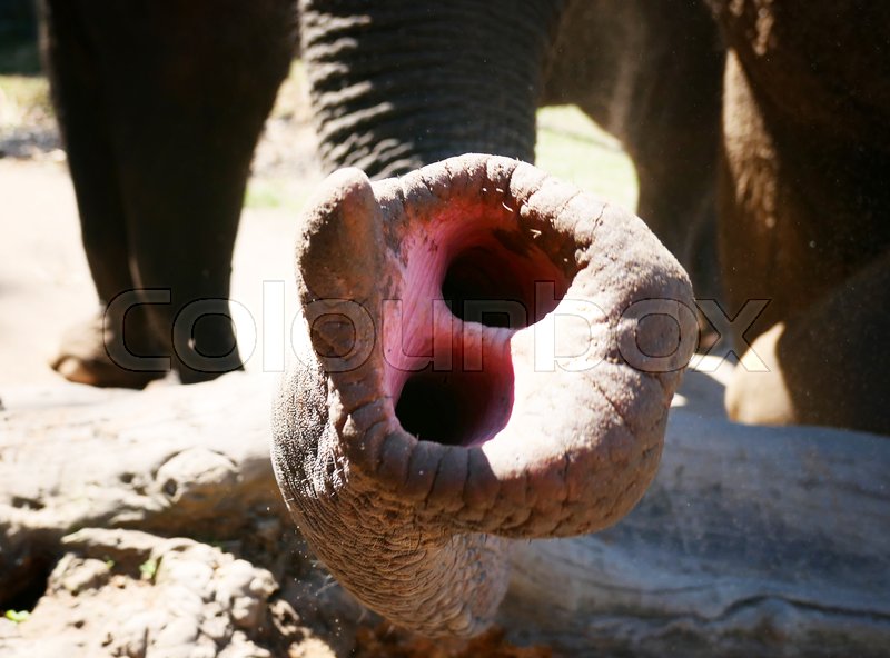 Close up shot of an elephant trunk | Stock image | Colourbox