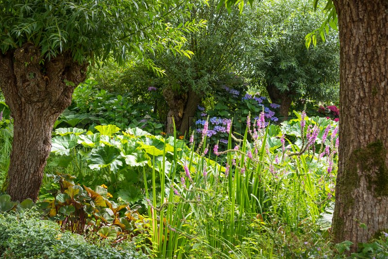 Large garden with flowering plants and ... | Stock image | Colourbox