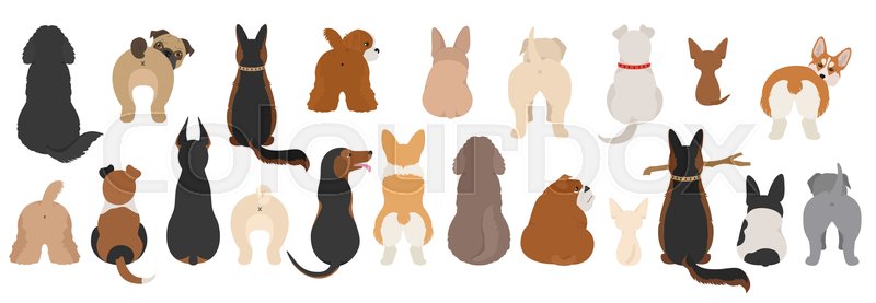 Dogs poses behind. Dog`s butts. Flat ... | Stock vector | Colourbox