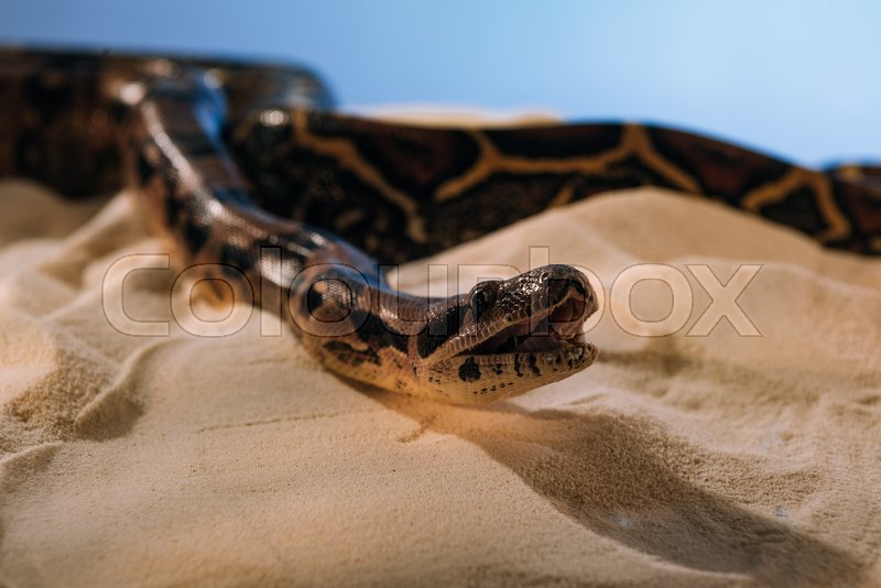 Selective focus of python with shadow ... | Stock image | Colourbox