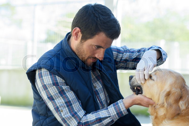 Handsome male vet during examination | Stock image | Colourbox