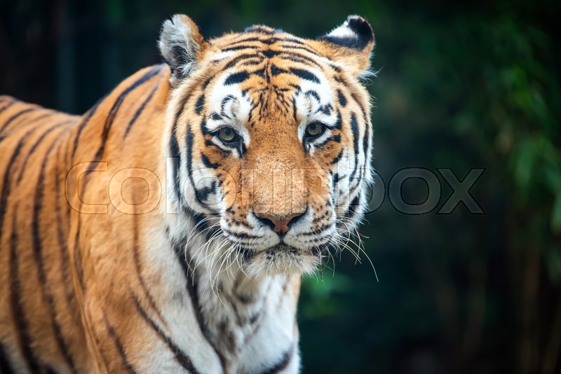 Tiger Side View Standing
