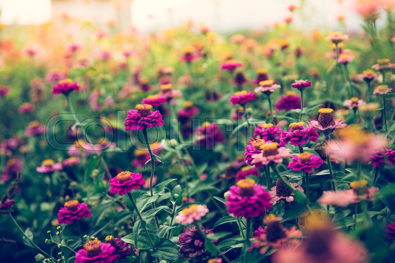 Colorful flowers on an agriculture ... | Stock image | Colourbox