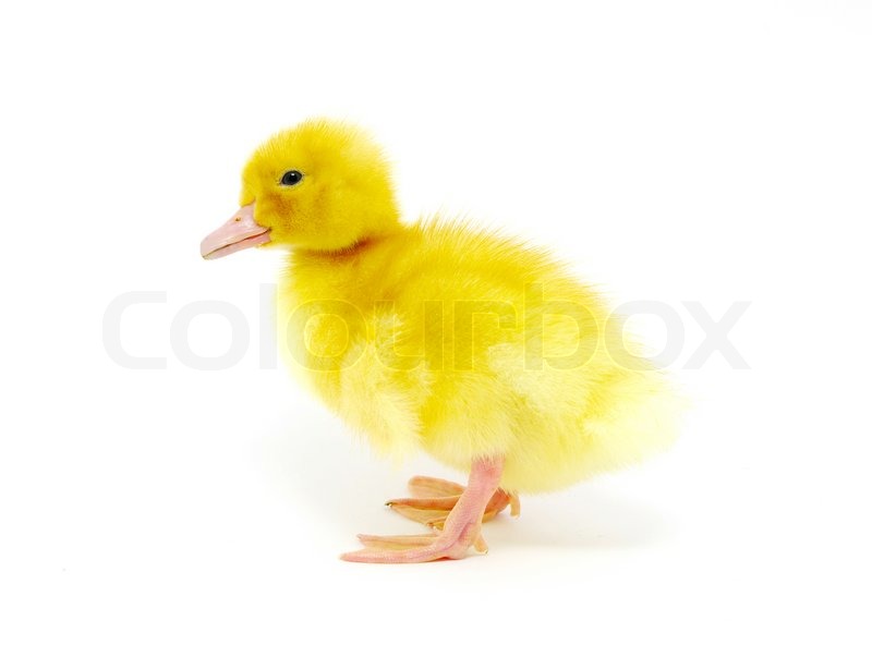 Gelbe Ente | Stock Bild | Colourbox