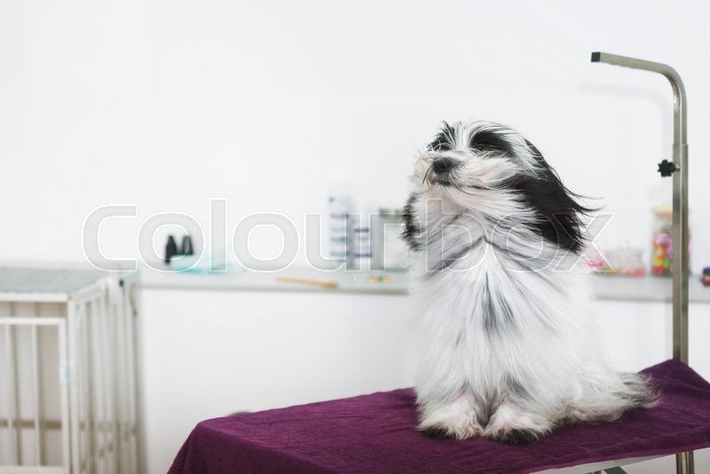 Dog being blown by hairdryer. Happy ... | Stock image | Colourbox