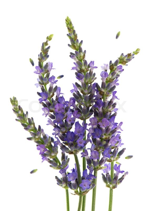 Fresh lavender plant flowers over white | Stock image | Colourbox