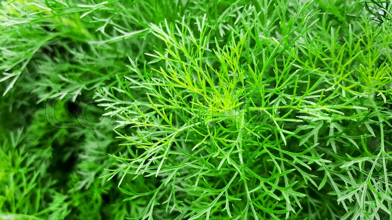 Close-up organic dill leaf green nature ... | Stock image | Colourbox