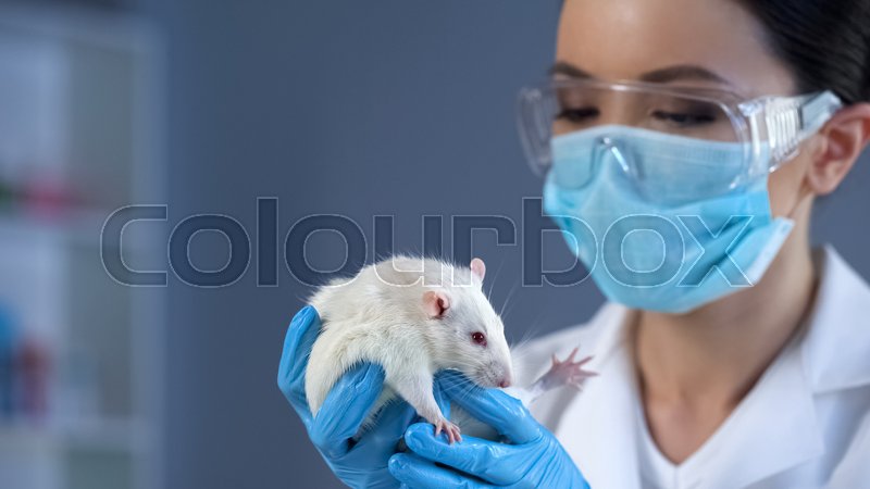 Biology scientist holding white lab rat ... | Stock image | Colourbox