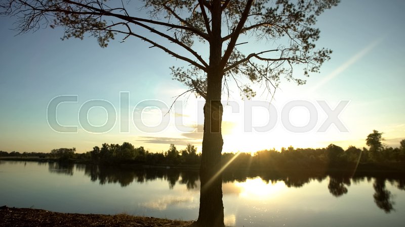 Tree near river, beautiful landscape, ... | Stock image | Colourbox