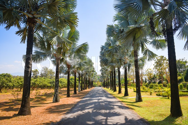 Walkway with palm tree in the tropical ... | Stock image | Colourbox