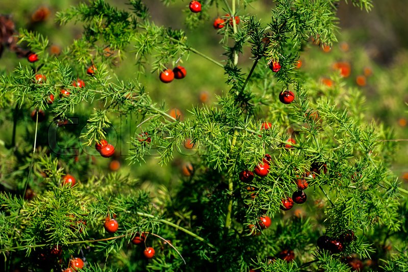 Asparagus On Red Berries Asparagus Berries & Ferns | Explore