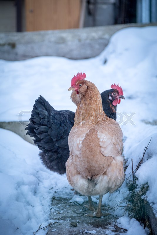 Close up of chickens in the snow, ... | Stock image | Colourbox