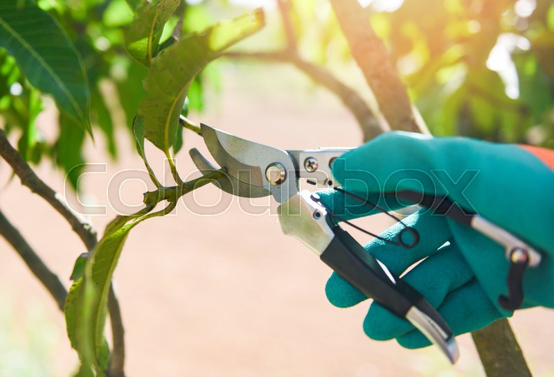 Tree Stick Tool