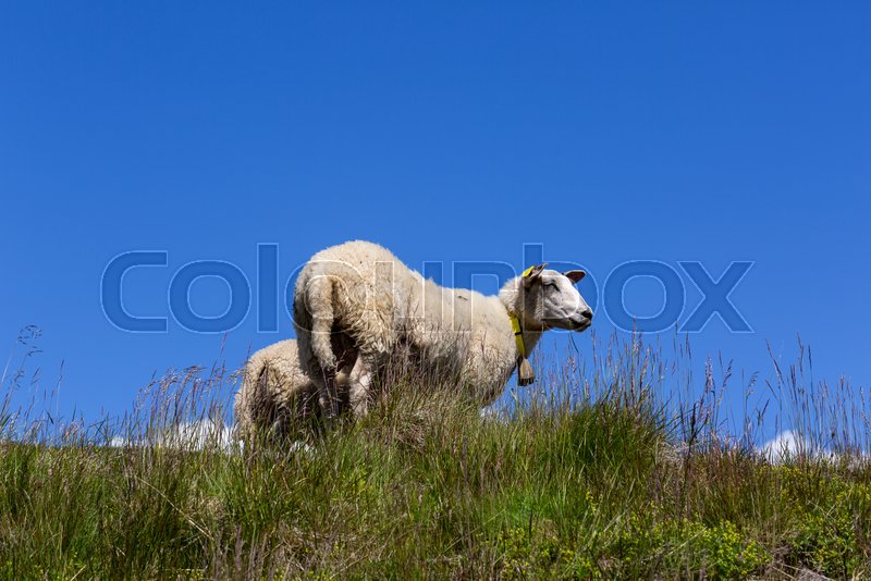Sheep on the background of blue sky | Stock image | Colourbox