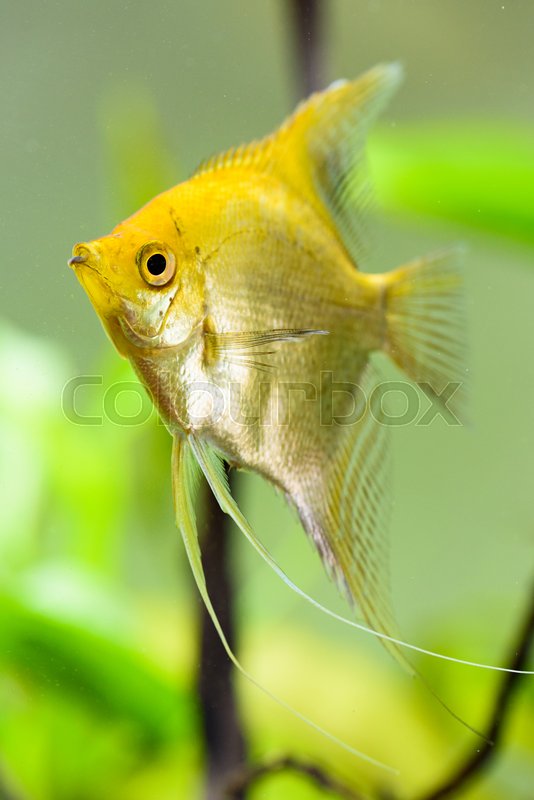 Freshwater Yellow Angelfish