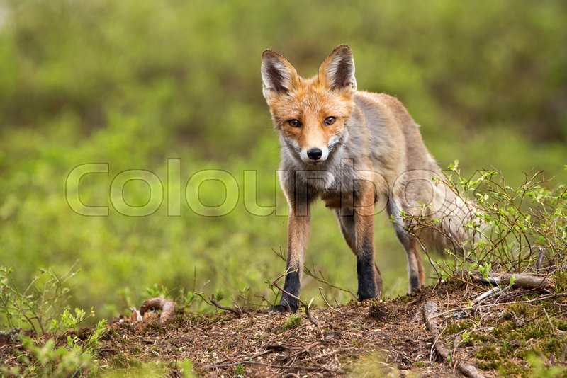 Front low angle view of a wild red fox, ... | Stock image | Colourbox