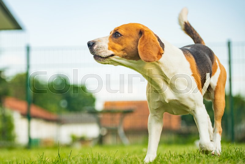 Beagle dog jumping and running with a ... | Stock image | Colourbox