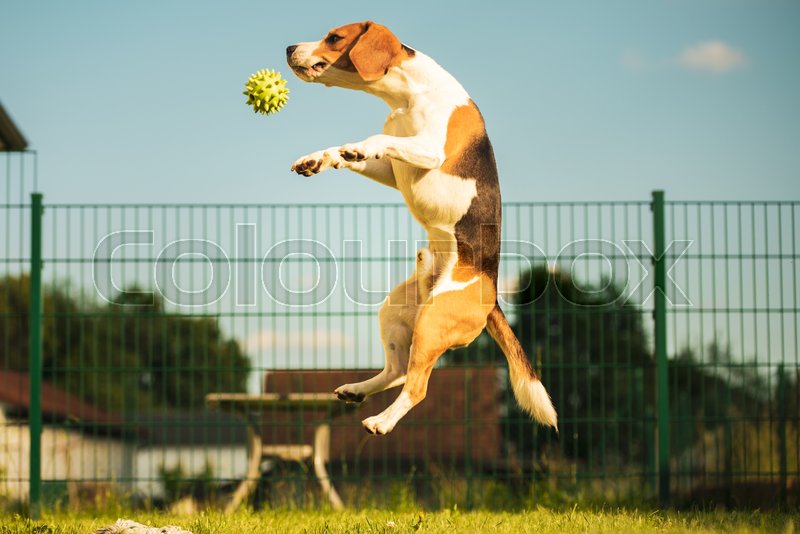 Beagle dog jumping and running with a ... | Stock image | Colourbox