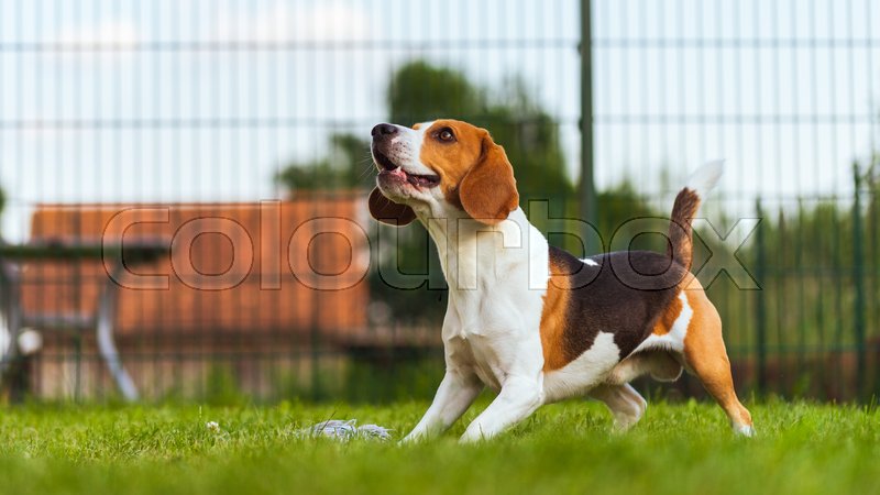 Beagle dog jumping and playing with a ... | Stock image | Colourbox