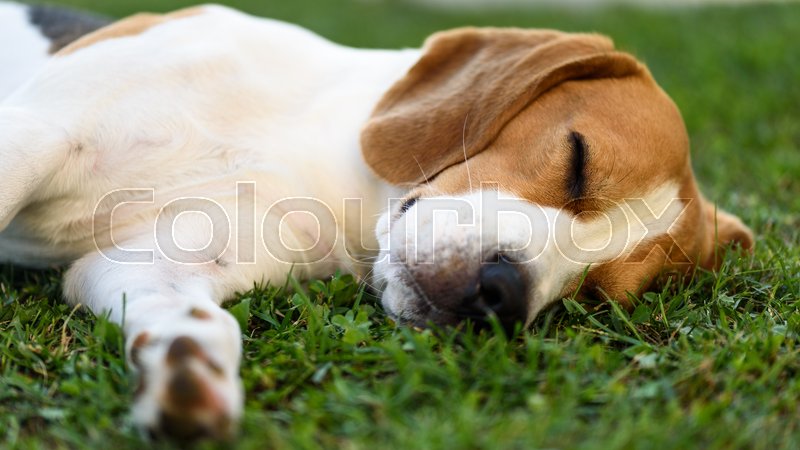 Cute beagle dog laying on side on grass ... | Stock image | Colourbox