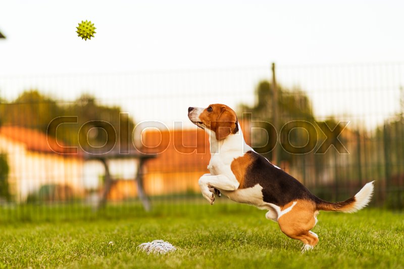 Beagle dog jumping and playing with a ... | Stock image | Colourbox