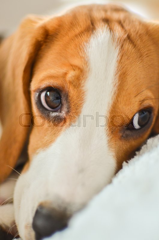 Beagle dog sad cute eyes closeup | Stock image | Colourbox