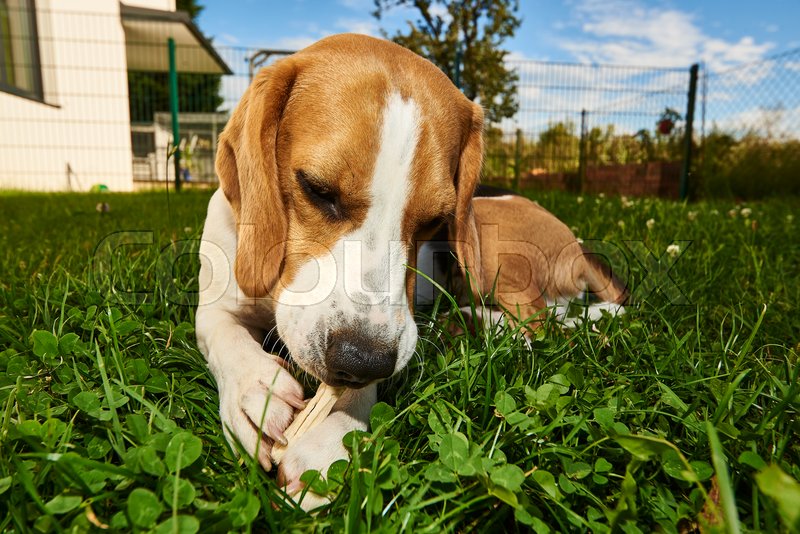 Beagle dog chewing treat outside on a ... | Stock image | Colourbox