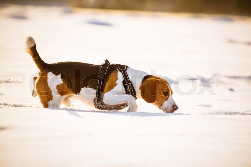 Beagle dog jumping and running outdoor ... | Stock image | Colourbox