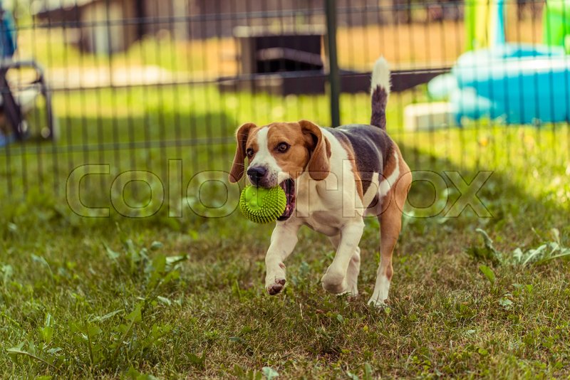 Beagle dog jumping and running with a ... | Stock image | Colourbox