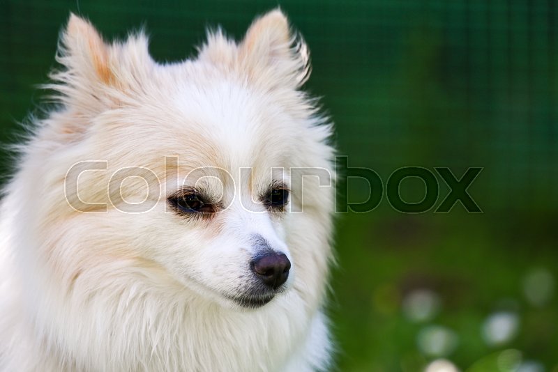 German Spitz Klein in a garden | Stock image | Colourbox