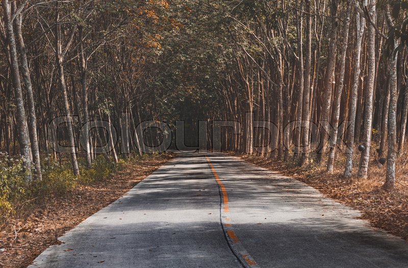 Road with trees side in autumn season ... | Stock image | Colourbox