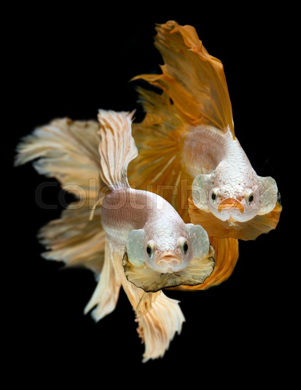 Gold Betta Fish