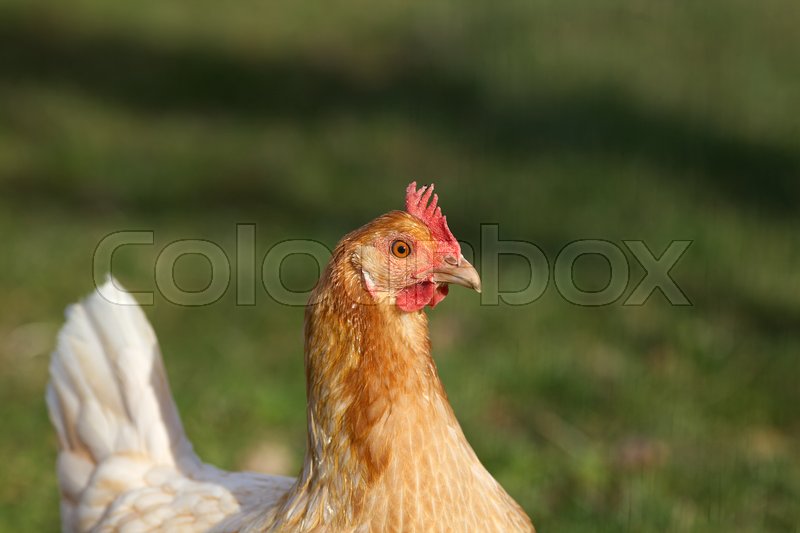 Haushuhn Rheinländer Huhn | Stock Bild | Colourbox