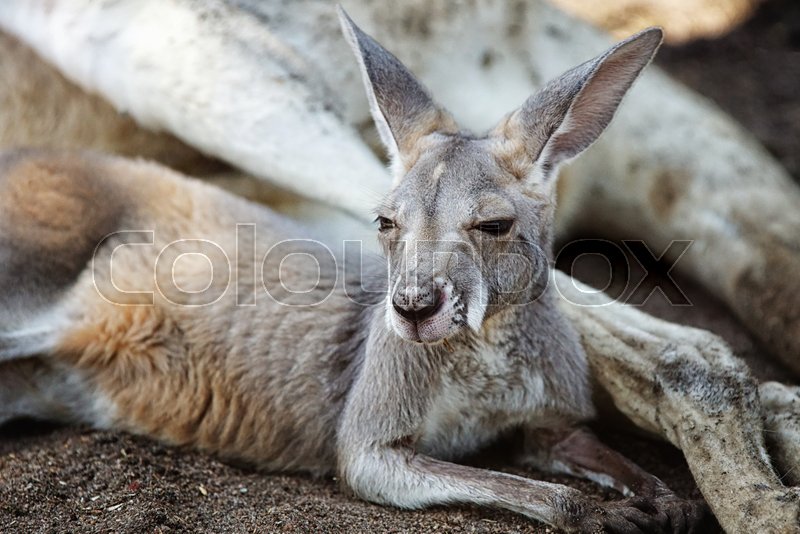 Red Kangaroo (Macropus rufus), photo ... | Stock image | Colourbox