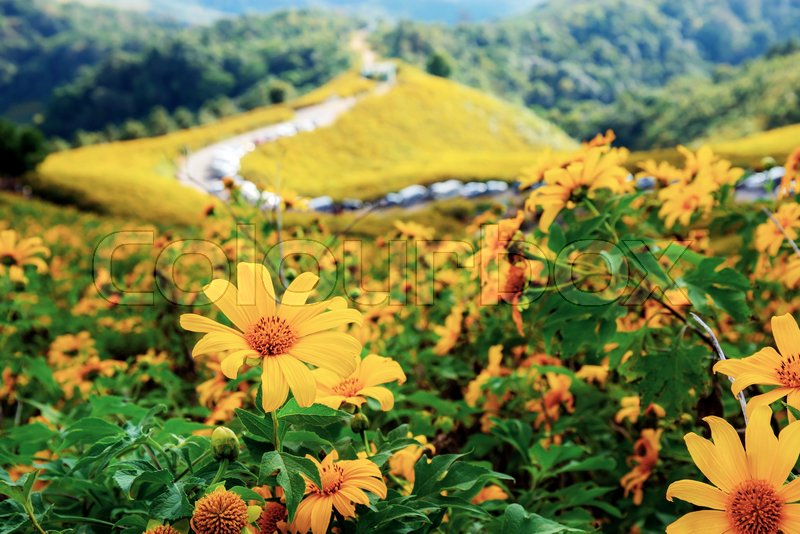 Bua tong flower on mountain in the ... | Stock image | Colourbox