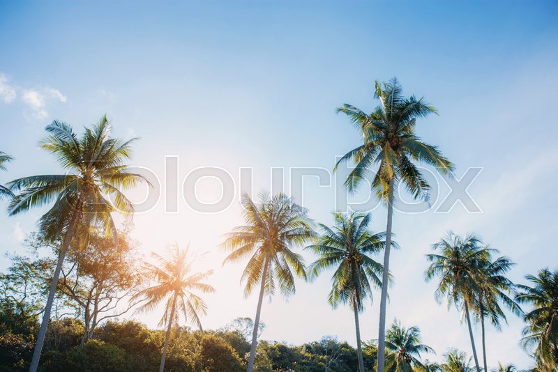 Palm tree with the sunlight at sky. | Stock image | Colourbox