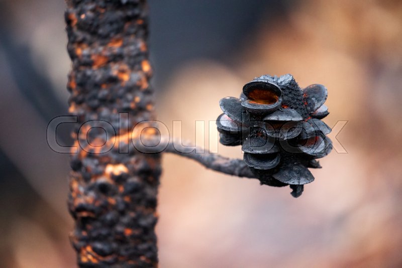 Charred seed pods open after bush fires ... | Stock image | Colourbox